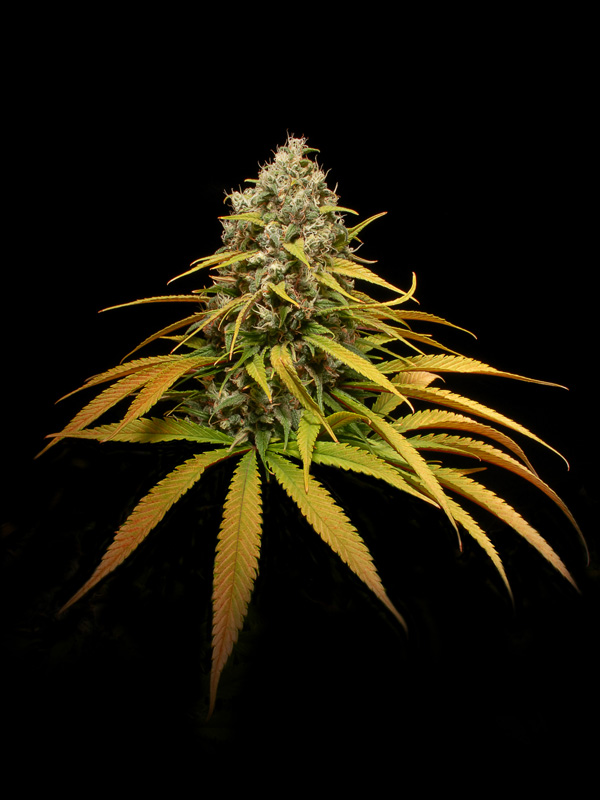 Cyberattack burns out marijuana tech company’s servers | SC Media