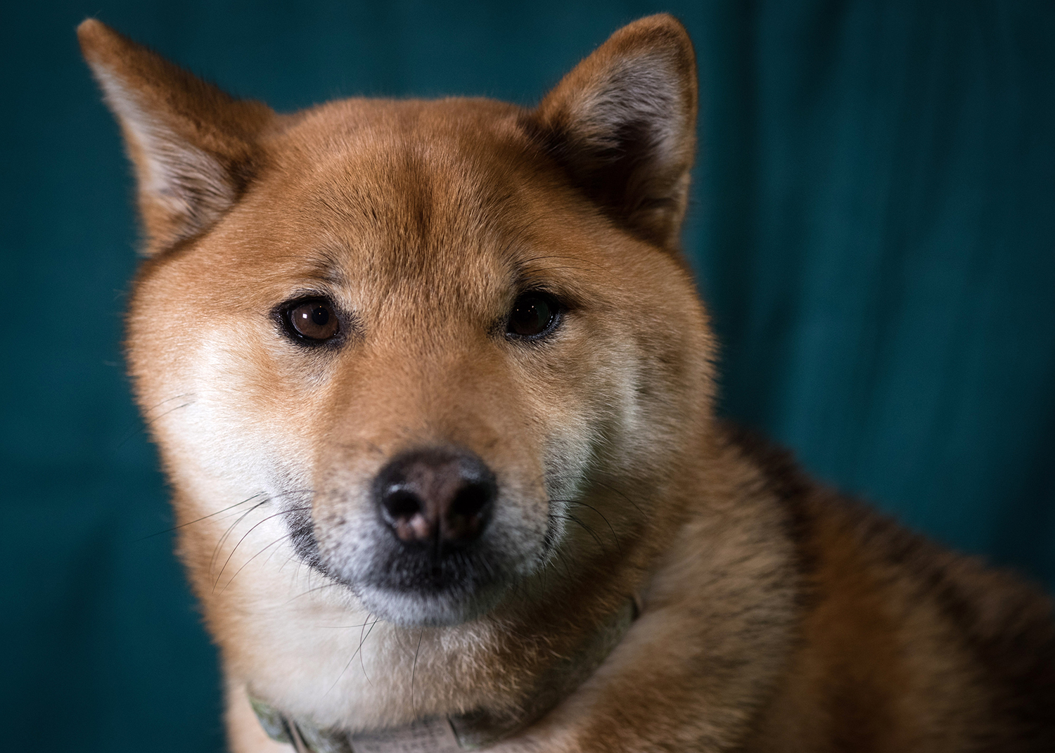 Leaked Shiba Inu AWS credential exposed on public GitHub repository | SC Media