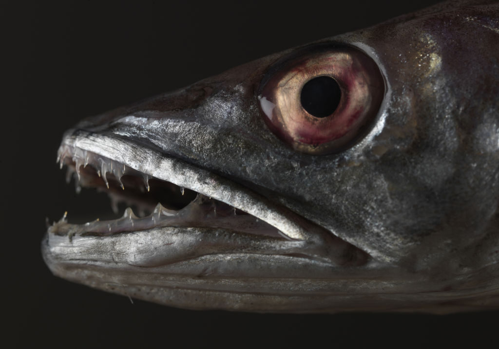 Barracuda ESG hacks focused on China’s ‘high priority targets’ | SC Media