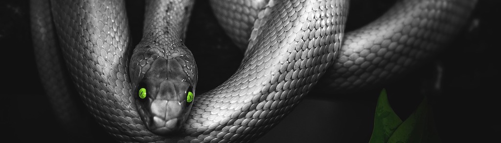 Snake Ransomware: Here's What MSSPs Need to Know - | MSSP Alert