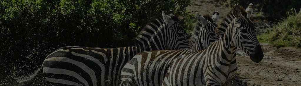 New Zebra Channel Chief's Partner Priorities - | ChannelE2E