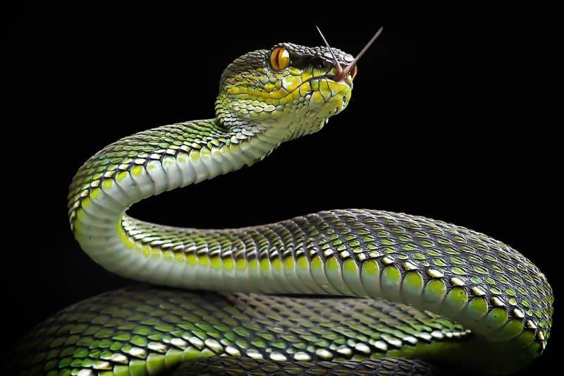More advanced Snake Keylogger variant emerges | SC Media