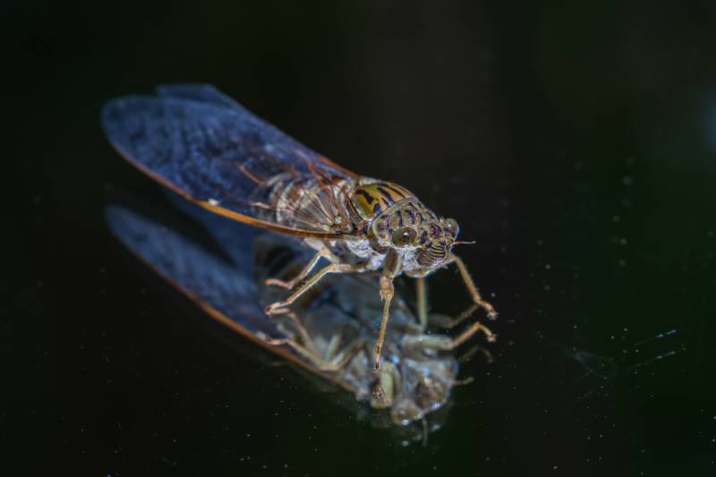 Cicada3301 ransomware: How similar is it to ALPHV/BlackCat? | SC Media